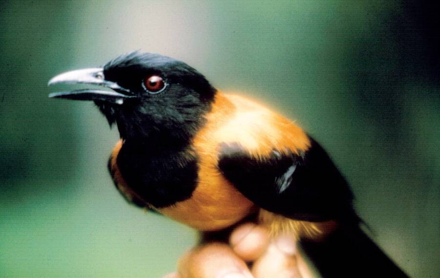 9 Scary Bird Species That Will Give You The Creeps