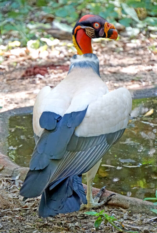 9 Scary Bird Species That Will Give You The Creeps