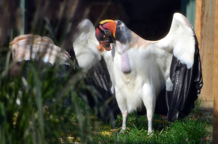 9 Scary Bird Species That Will Give You The Creeps