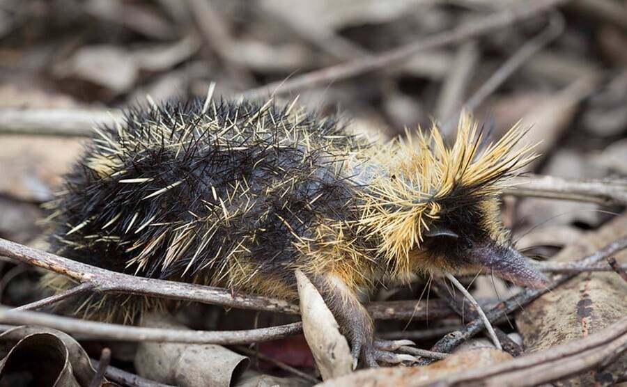 11 Jaw-Droppingly Weird Animals That Are Too Alien To Be Earthly