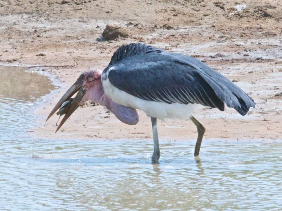 9 Scary Bird Species That Will Give You The Creeps
