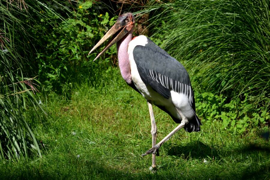 9 Scary Bird Species That Will Give You The Creeps