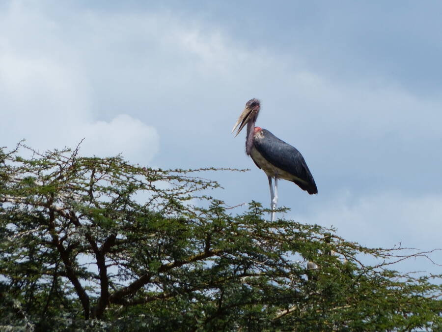 9 Scary Bird Species That Will Give You The Creeps