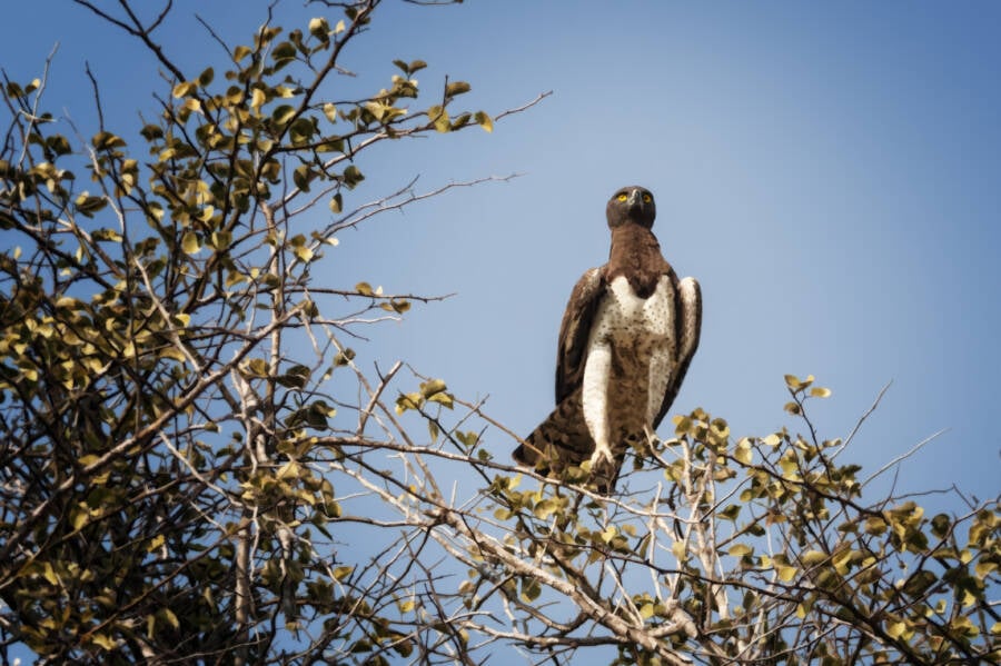 9 Scary Bird Species That Will Give You The Creeps