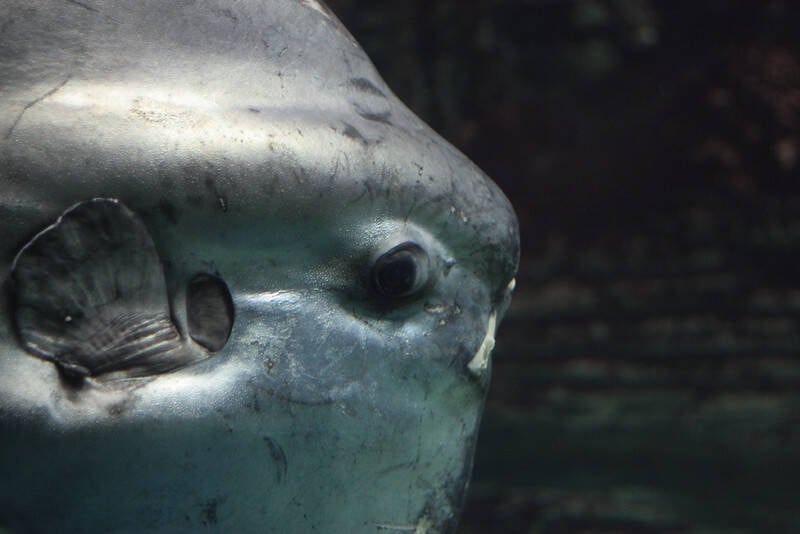 11 Jaw-Droppingly Weird Animals That Are Too Alien To Be Earthly