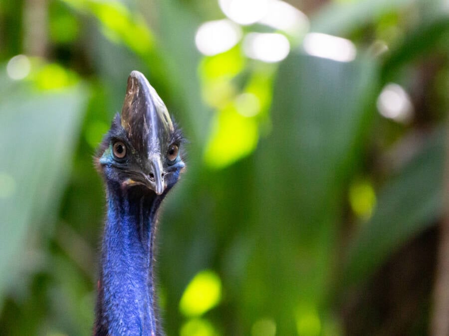 9 Scary Bird Species That Will Give You The Creeps