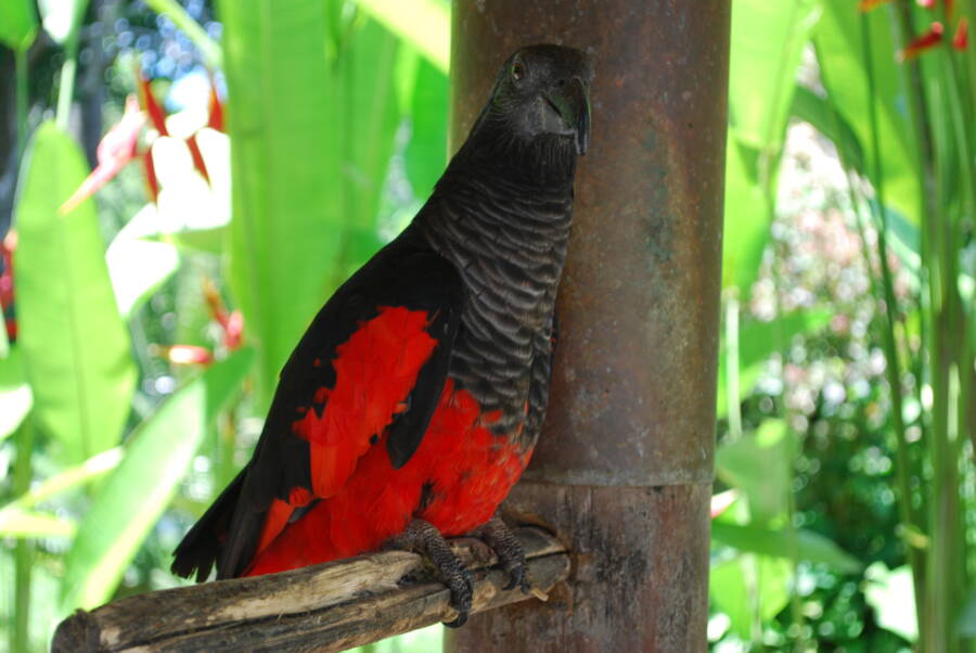 9 Scary Bird Species That Will Give You The Creeps