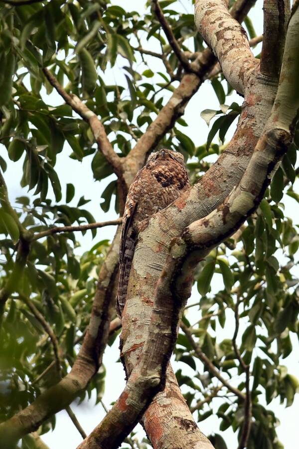 9 Scary Bird Species That Will Give You The Creeps