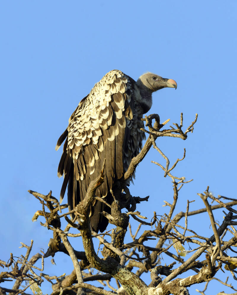 9 Scary Bird Species That Will Give You The Creeps
