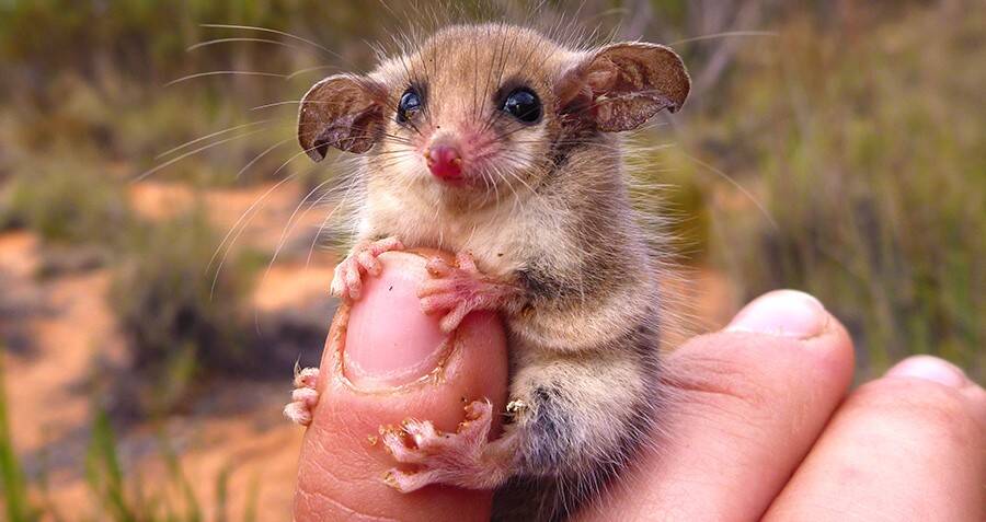 Pygmy Possum Found On Kangaroo Island After Bushfires