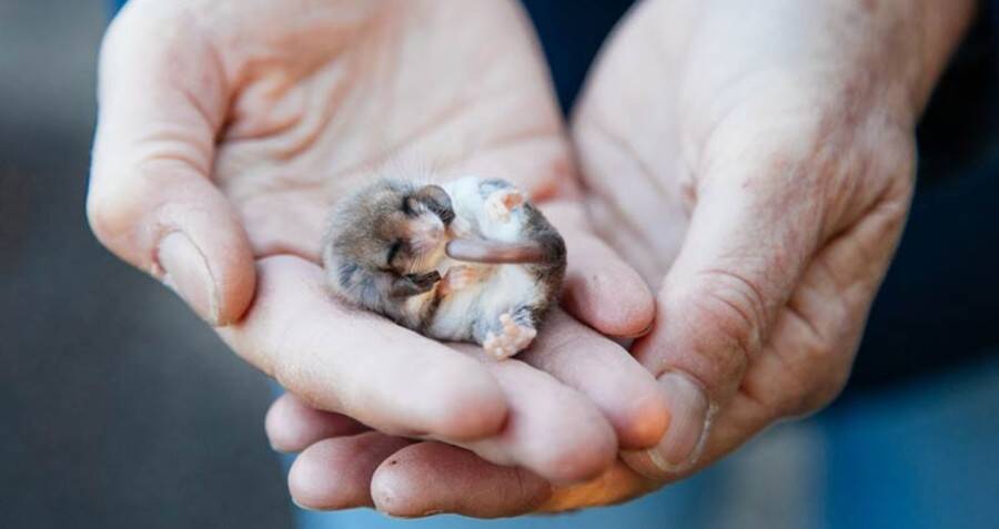 Pygmy Possum Found On Kangaroo Island After Bushfires