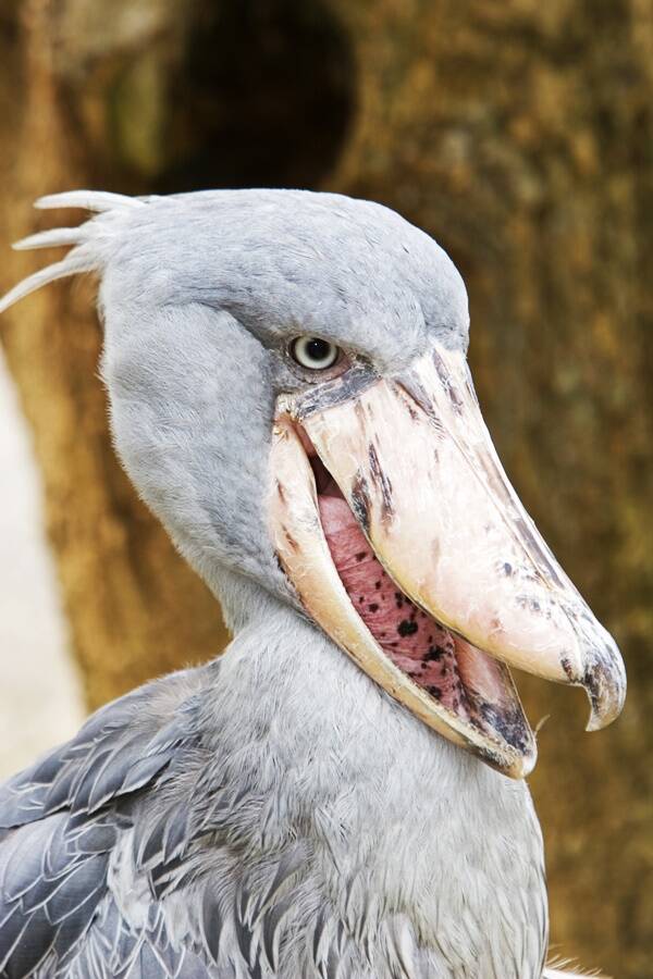 11 Jaw-Droppingly Weird Animals That Are Too Alien To Be Earthly