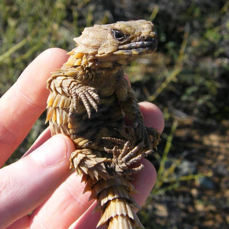 11 Jaw-Droppingly Weird Animals That Are Too Alien To Be Earthly