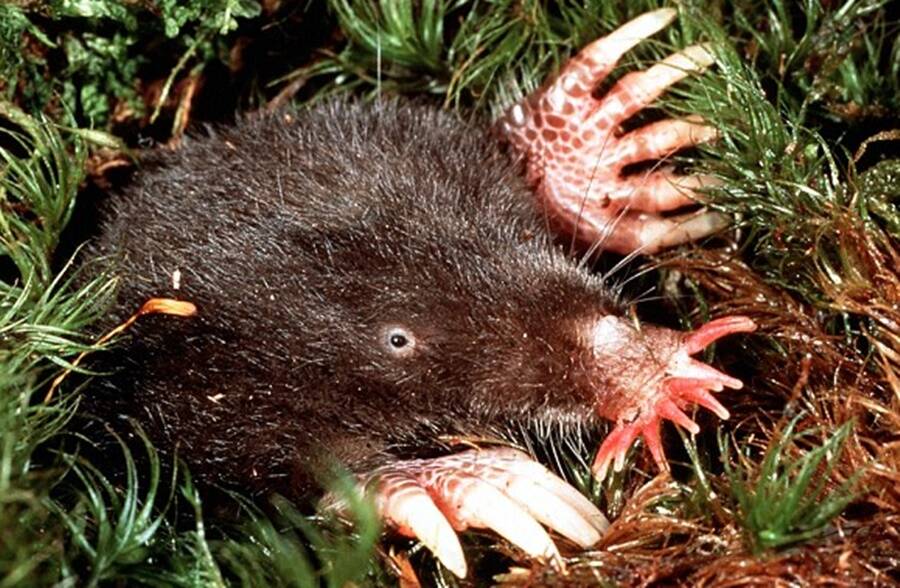 11 Jaw-Droppingly Weird Animals That Are Too Alien To Be Earthly