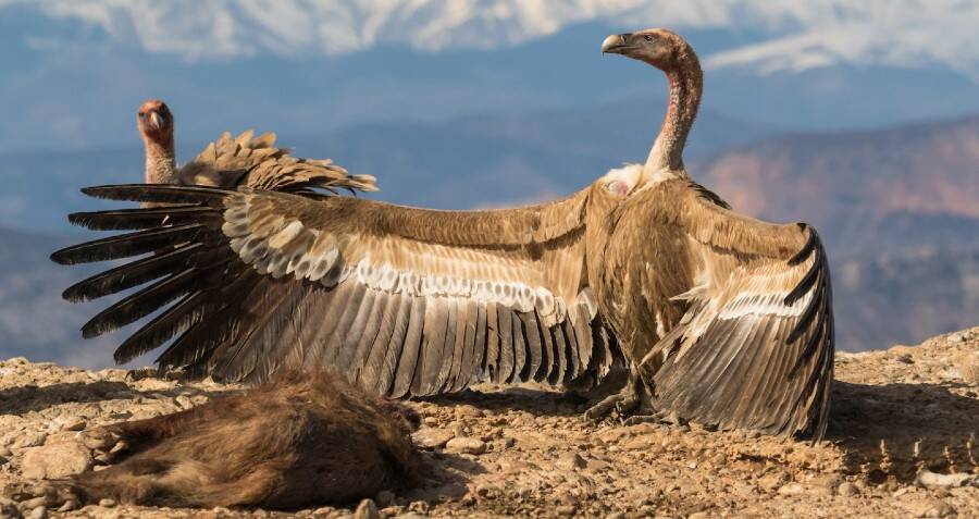 9 Scary Bird Species That Will Give You The Creeps