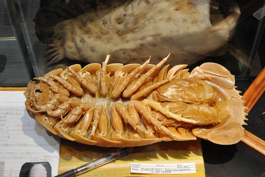 11 Jaw-Droppingly Weird Animals That Are Too Alien To Be Earthly