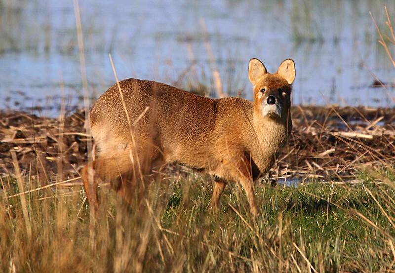 11 Jaw-Droppingly Weird Animals That Are Too Alien To Be Earthly