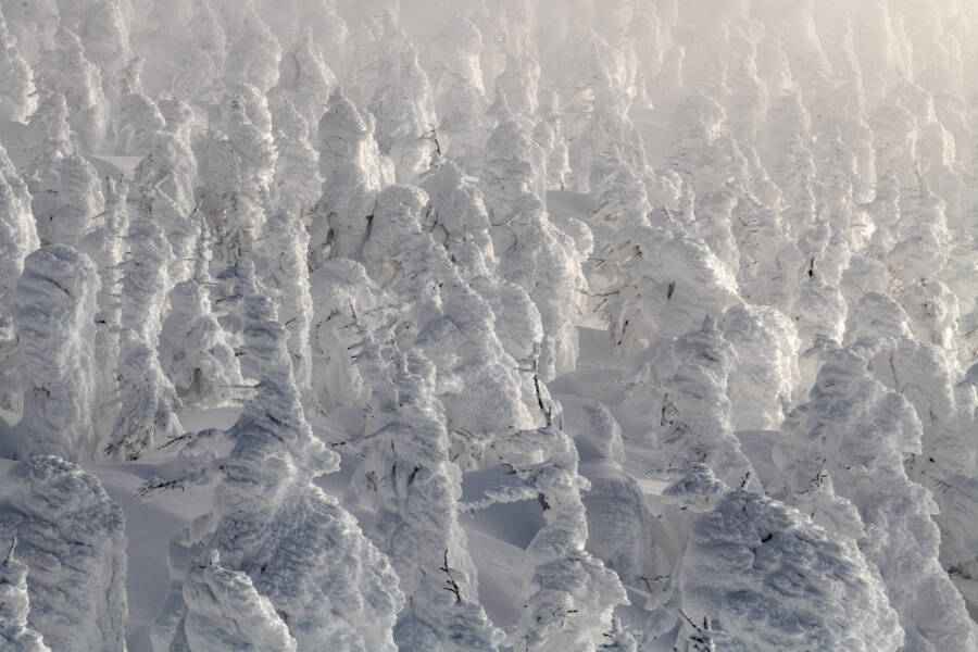 Juhyou, The Japanese Snow Monsters Nearing Extinction