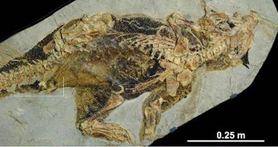 100-Million-Year-Old Fossil Reveals How Dinosaurs May Have Mated