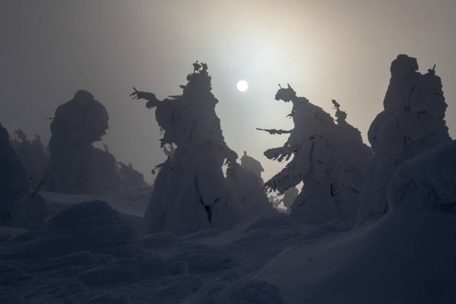 Juhyou, The Japanese Snow Monsters Nearing Extinction
