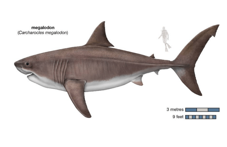 Newborn Megalodons Were Six-Foot Cannibals, Study Says