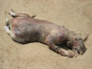 The True Story Of The Montauk Monster — And What It Really Was