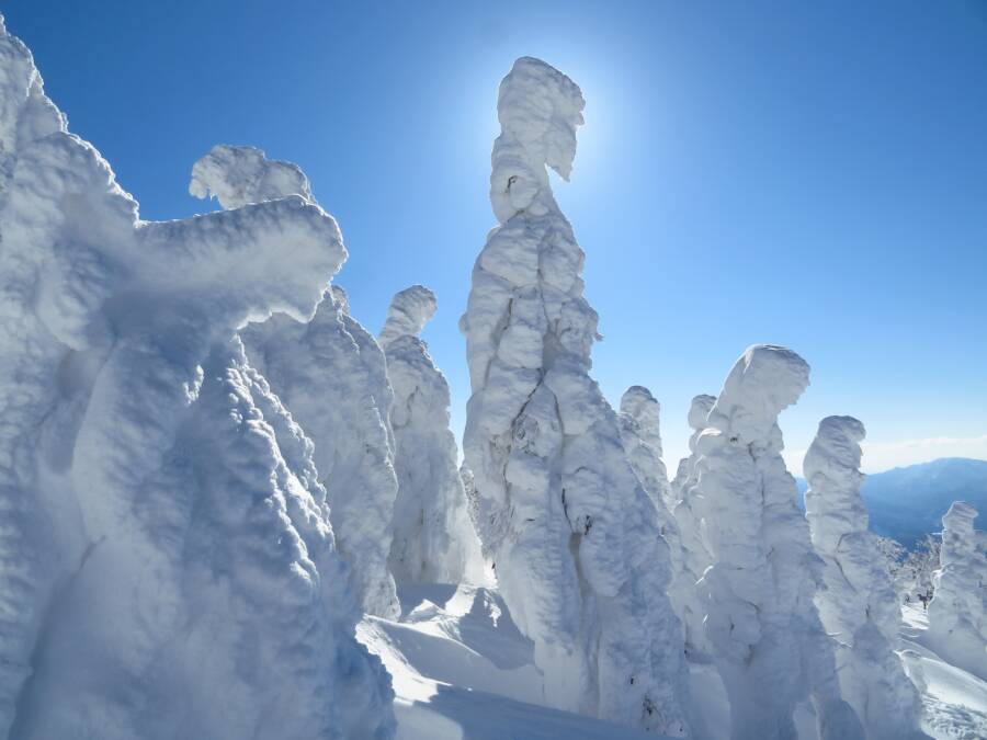 Juhyou, The Japanese Snow Monsters Nearing Extinction