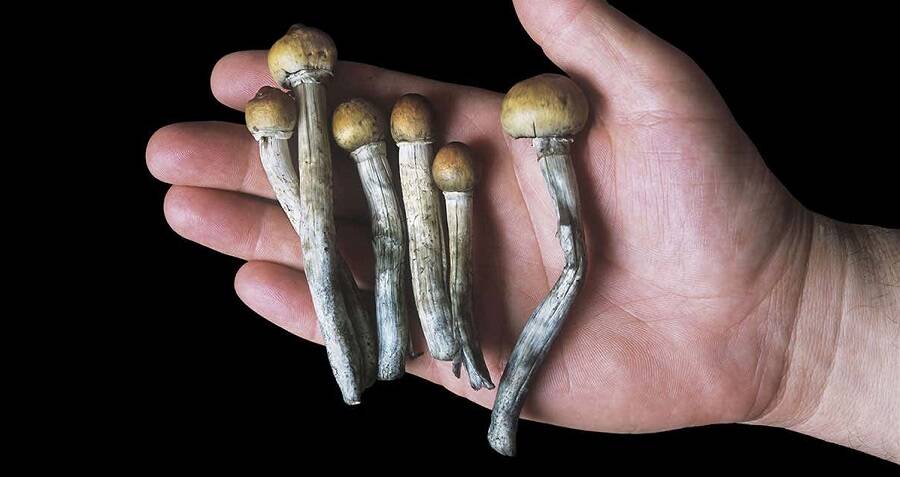Magic Mushrooms Grow Inside Man Who Used Them Intravenously