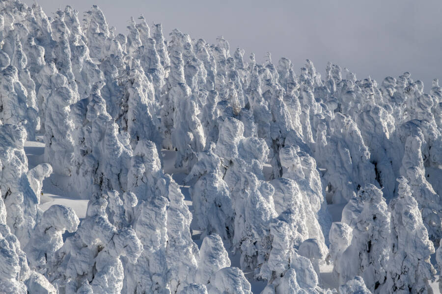 Juhyou, The Japanese Snow Monsters Nearing Extinction