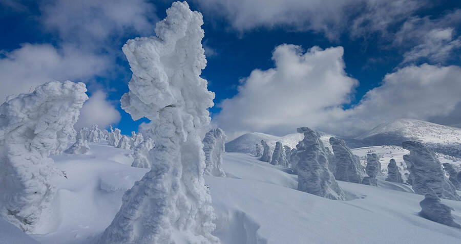 Juhyou, The Japanese Snow Monsters Nearing Extinction