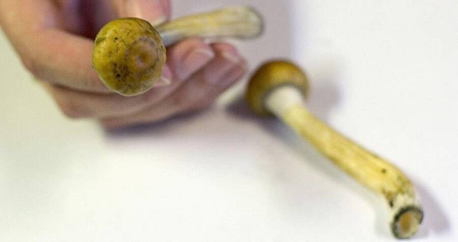 Magic Mushrooms Grow Inside Man Who Used Them Intravenously