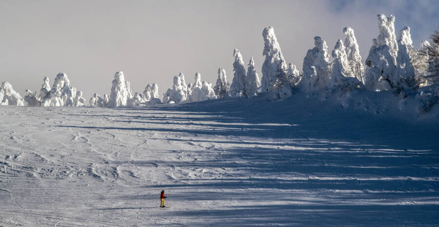 Juhyou, The Japanese Snow Monsters Nearing Extinction