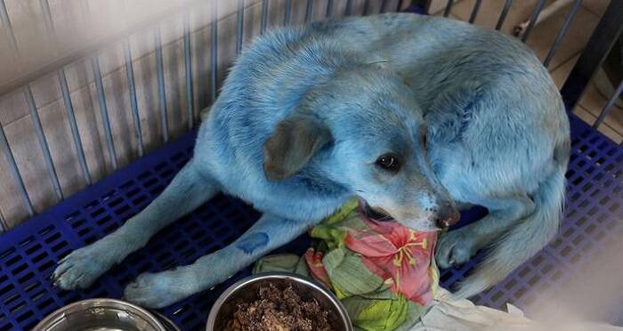 Blue Dogs Found Near Shuttered Russian Chemical Plant