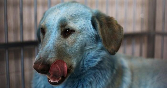 Blue Dogs Found Near Shuttered Russian Chemical Plant