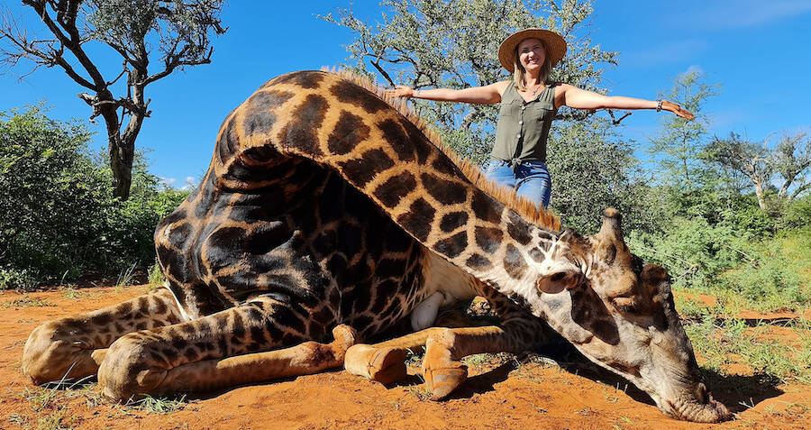 Trophy Hunter Kills Giraffe And Cuts Out Its Heart To Pose With It