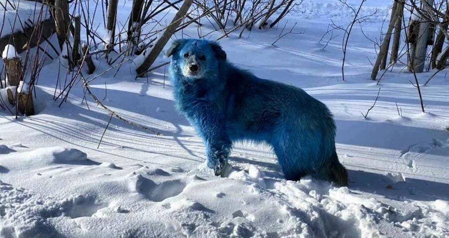 Blue Dogs Found Near Shuttered Russian Chemical Plant