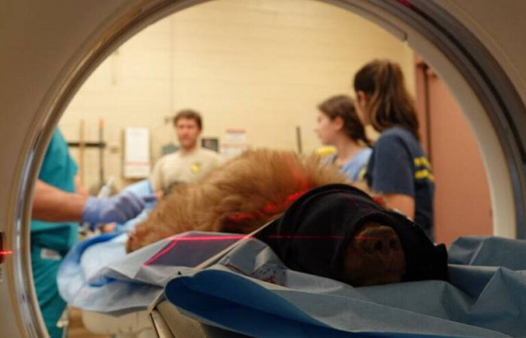 A Mysterious Disease Among Black Bears Is Alarming Scientists