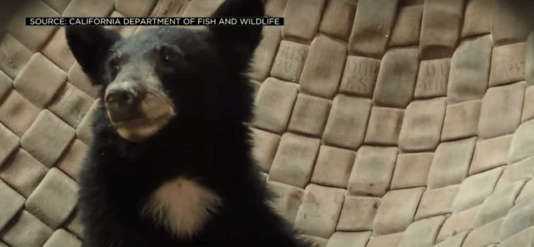 A Mysterious Disease Among Black Bears Is Alarming Scientists