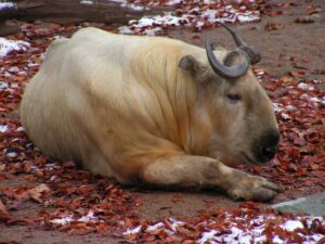 Meet The Takin, The Elusive Cow-Goat Hybrid Of The Himalayas