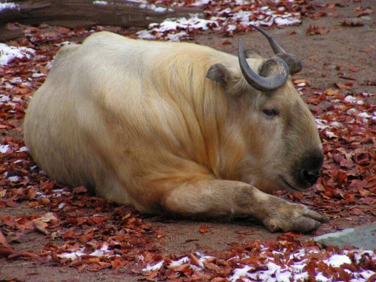 Meet The Takin, The Elusive Cow-Goat Hybrid Of The Himalayas