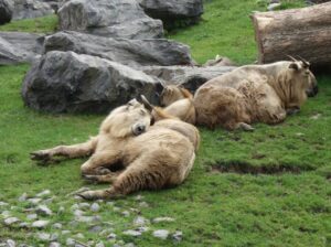 Meet The Takin, The Elusive Cow-Goat Hybrid Of The Himalayas