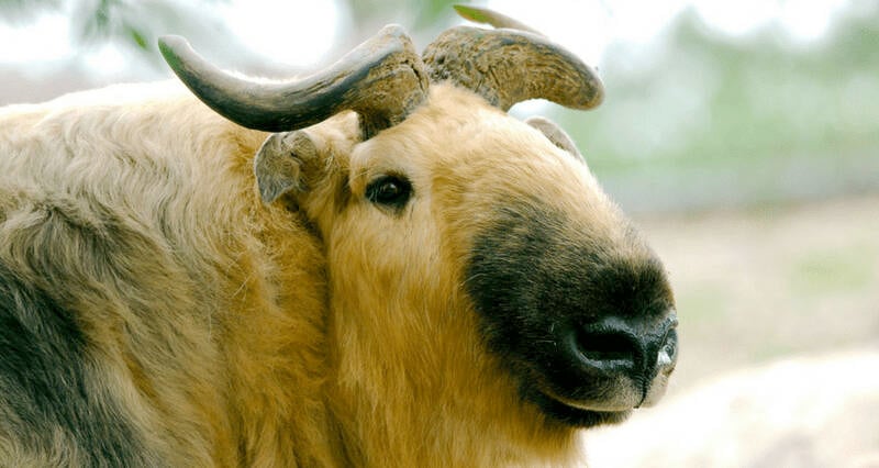 Meet The Takin, The Elusive Cow-Goat Hybrid Of The Himalayas