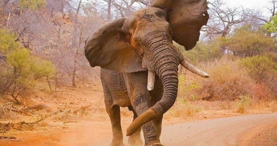 Suspected Rhino Poacher Trampled By A Herd Of Elephants