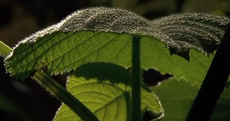 Gympie-Gympie, The 'Suicide Plant' With A Torturous Sting
