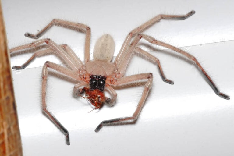 Meet The Huntsman Spider, The Arachnid Of Your Worst Nightmares
