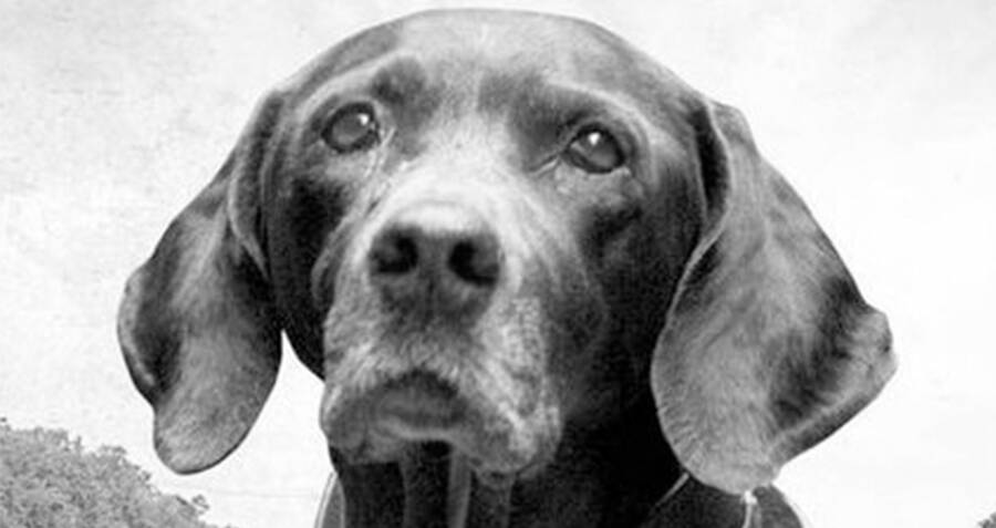 Meet Judy The Dog, The Only Animal To Become A POW In World War II