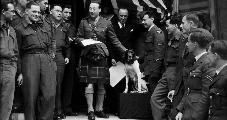 Meet Judy The Dog, The Only Animal To Become A POW In World War II