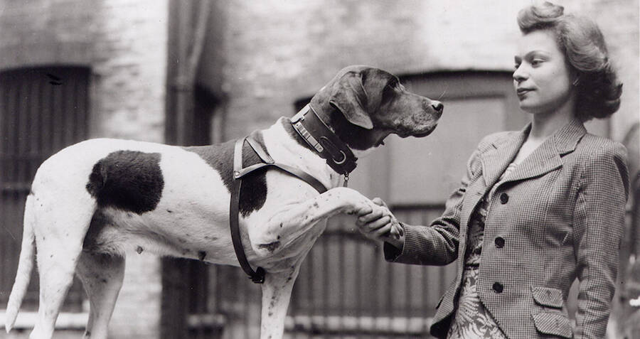 Meet Judy The Dog, The Only Animal To Become A POW In World War II
