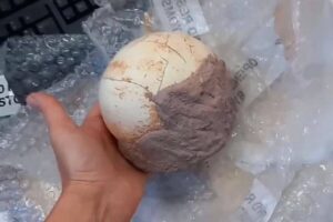 Dinosaur Egg Discovered By Italian Customs Agents At Bergamo Airport