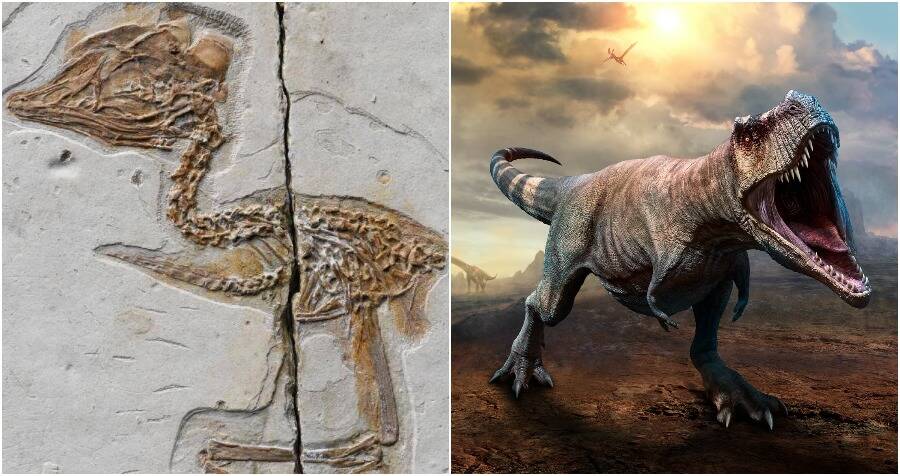 Ancient Bird Unearthed In China Shares Strikingly Similar Skull With T. Rex